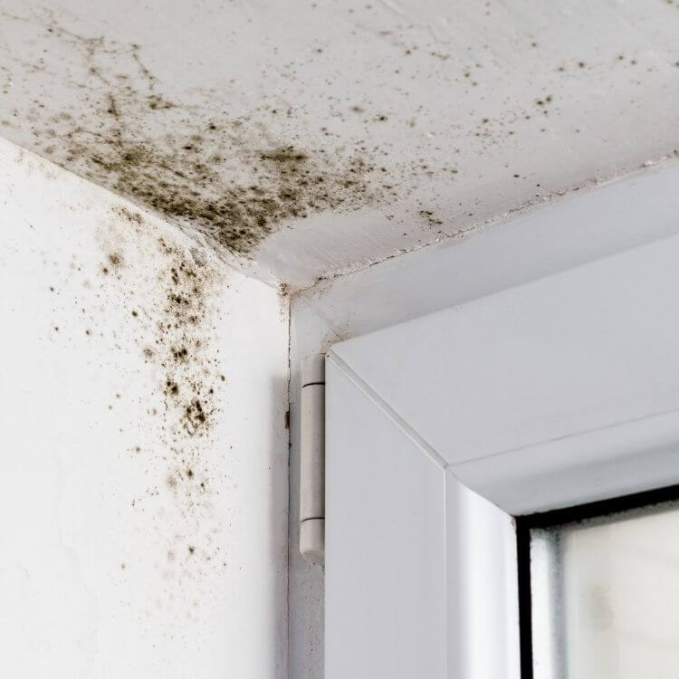 Does Humidity Cause Mold In A House?